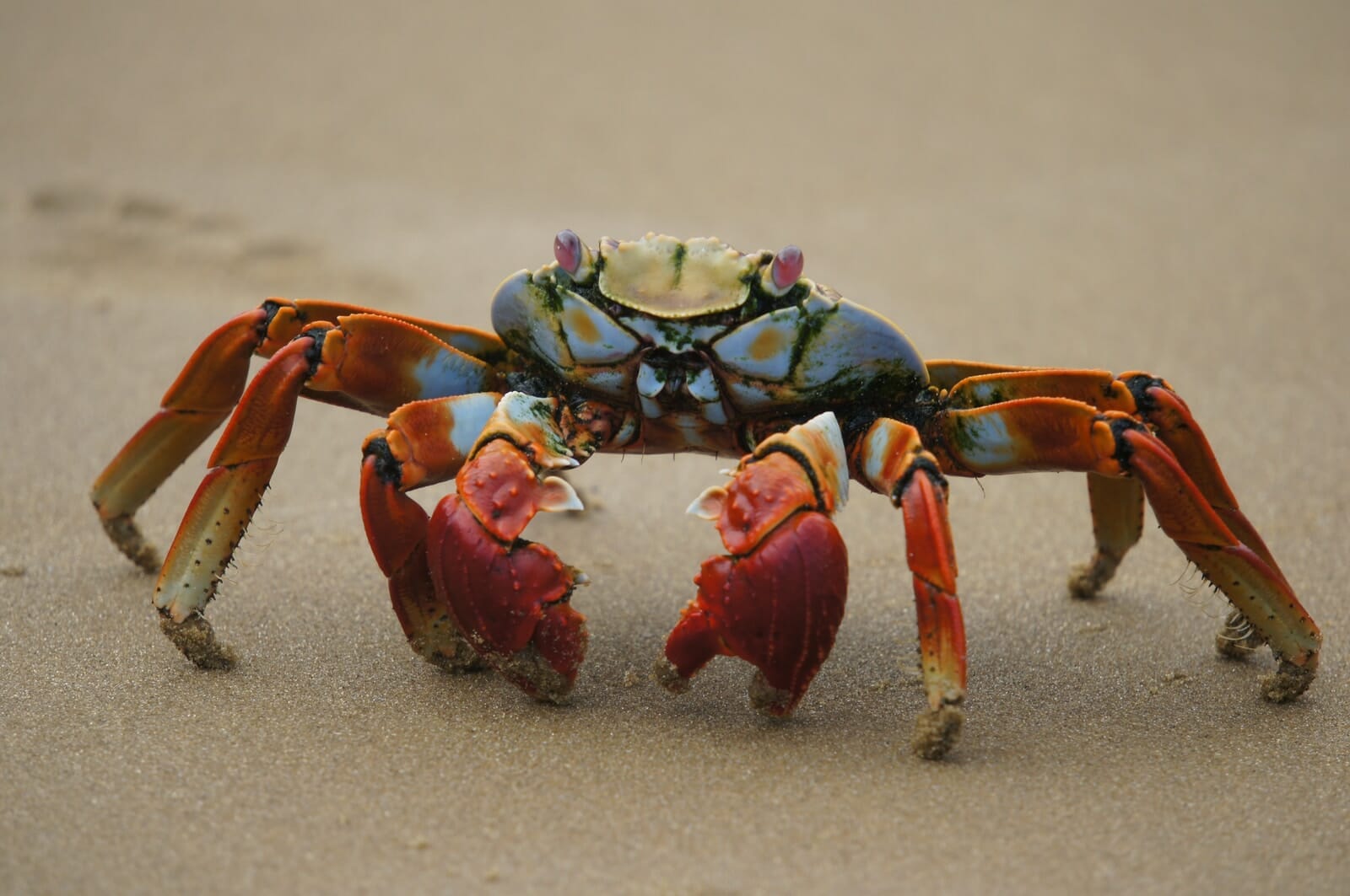 How To Find Crabs On The Beach: [Where & When] - The Rangers Beach Blog